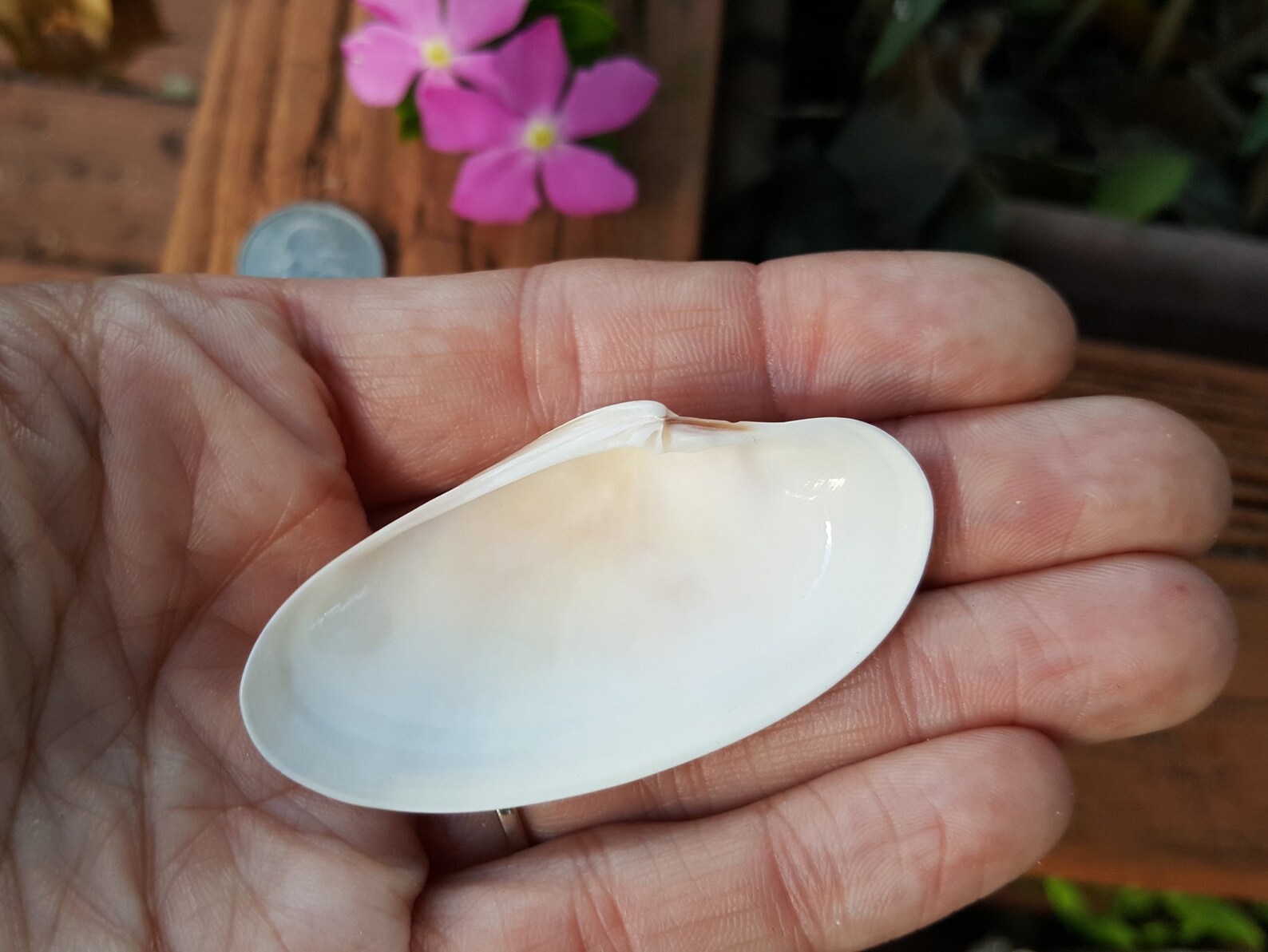 Sunray Venus Shells, Size Small (1.5"-2.5") - per Dozen - Florida Gulf ...