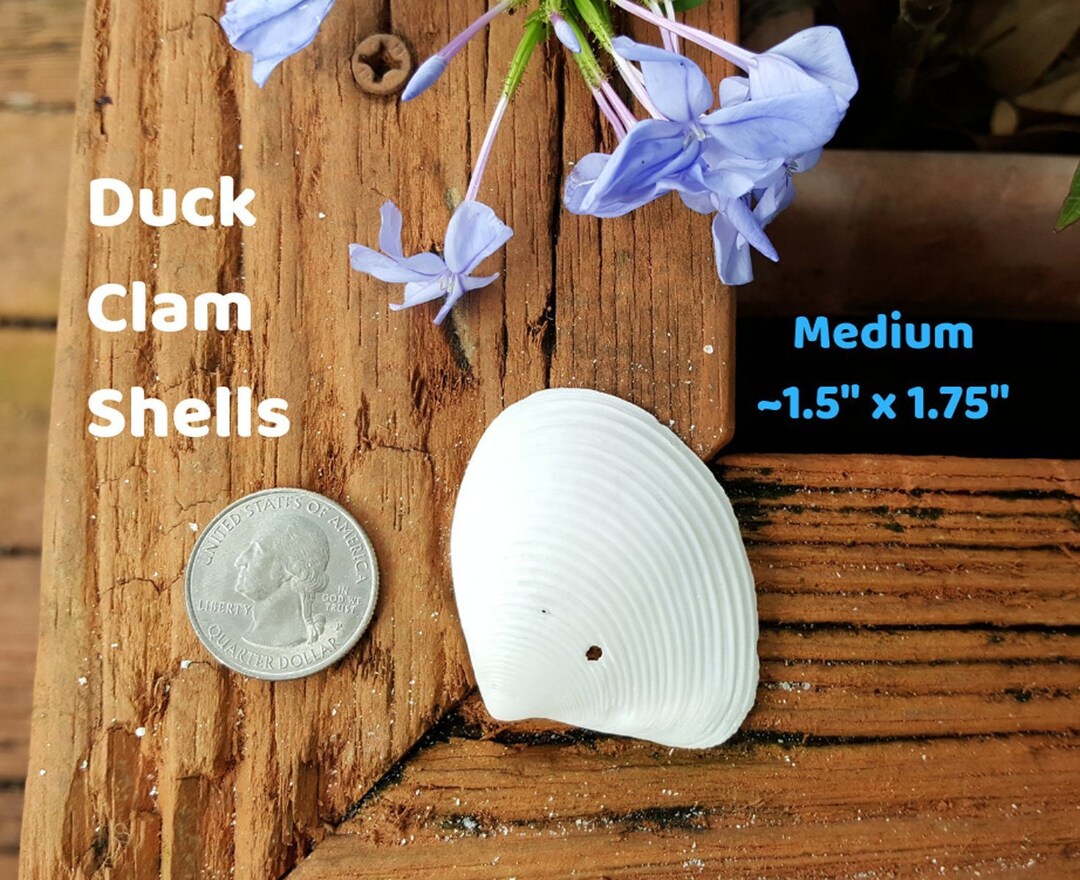 Duck Clam Shells, Size "medium", Florida Gulf Coast White Textured ...