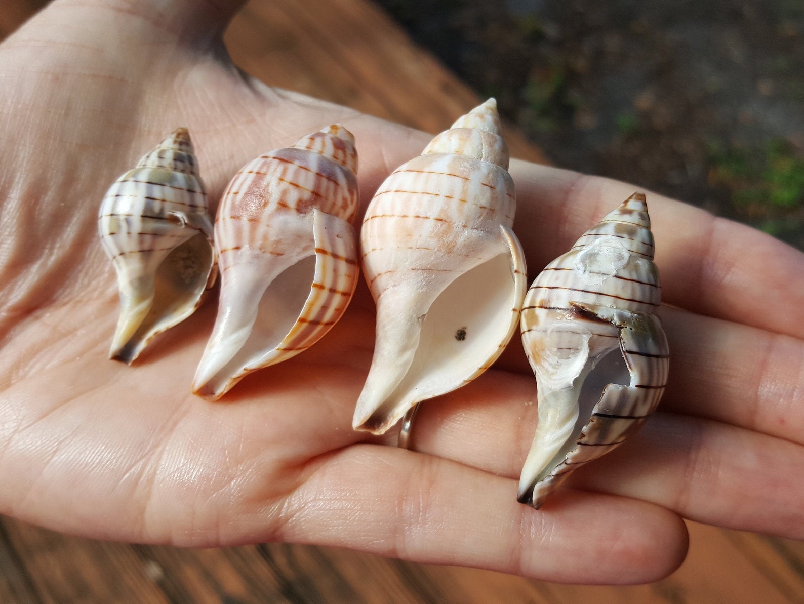 Banded Tulip Shells per Dozen Florida Gulf Coast Seashells Bulk Shells ...