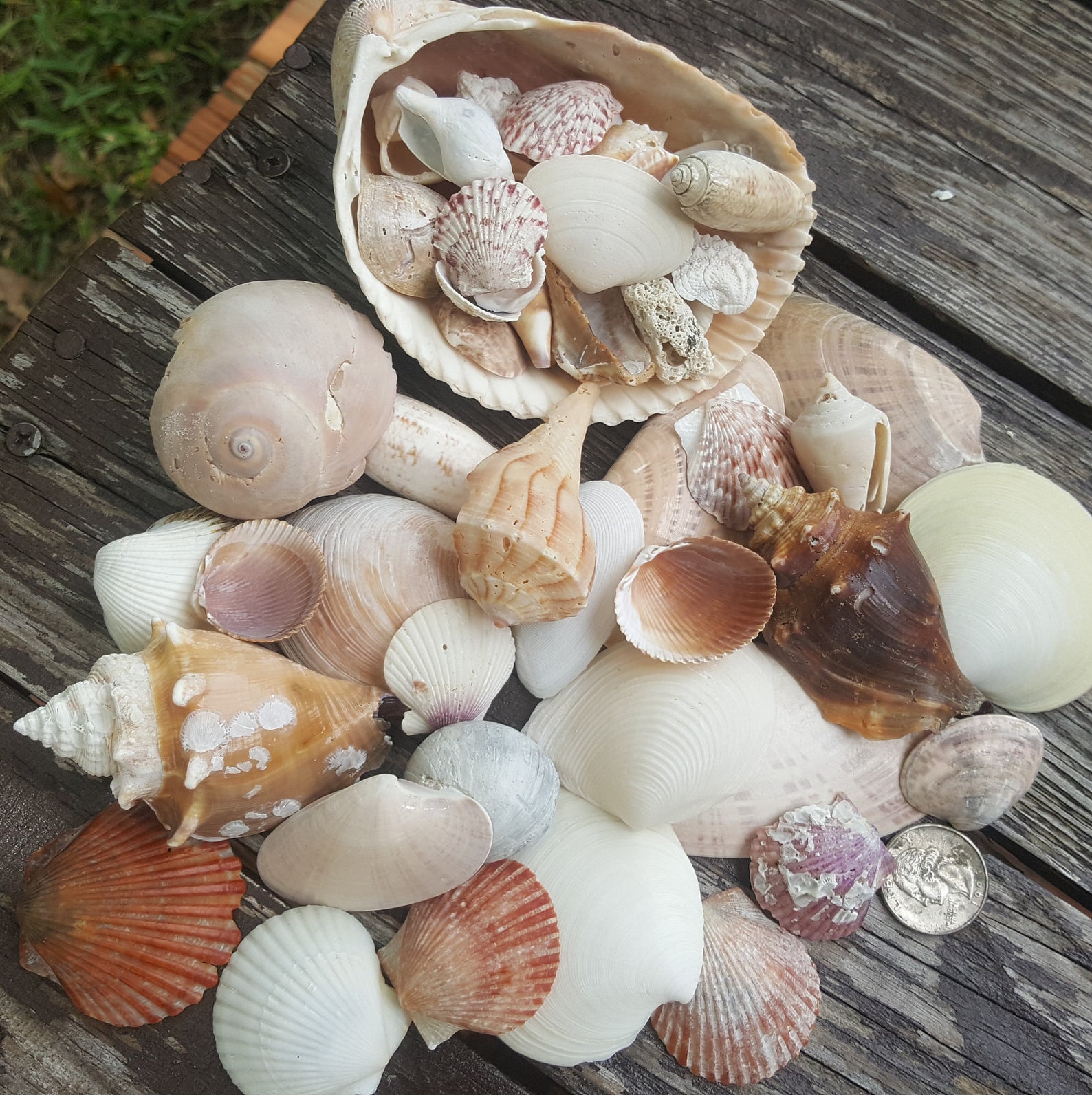 Assorted Florida Gulf Coast Seashells - per Lb - Bulk Shells - for ...