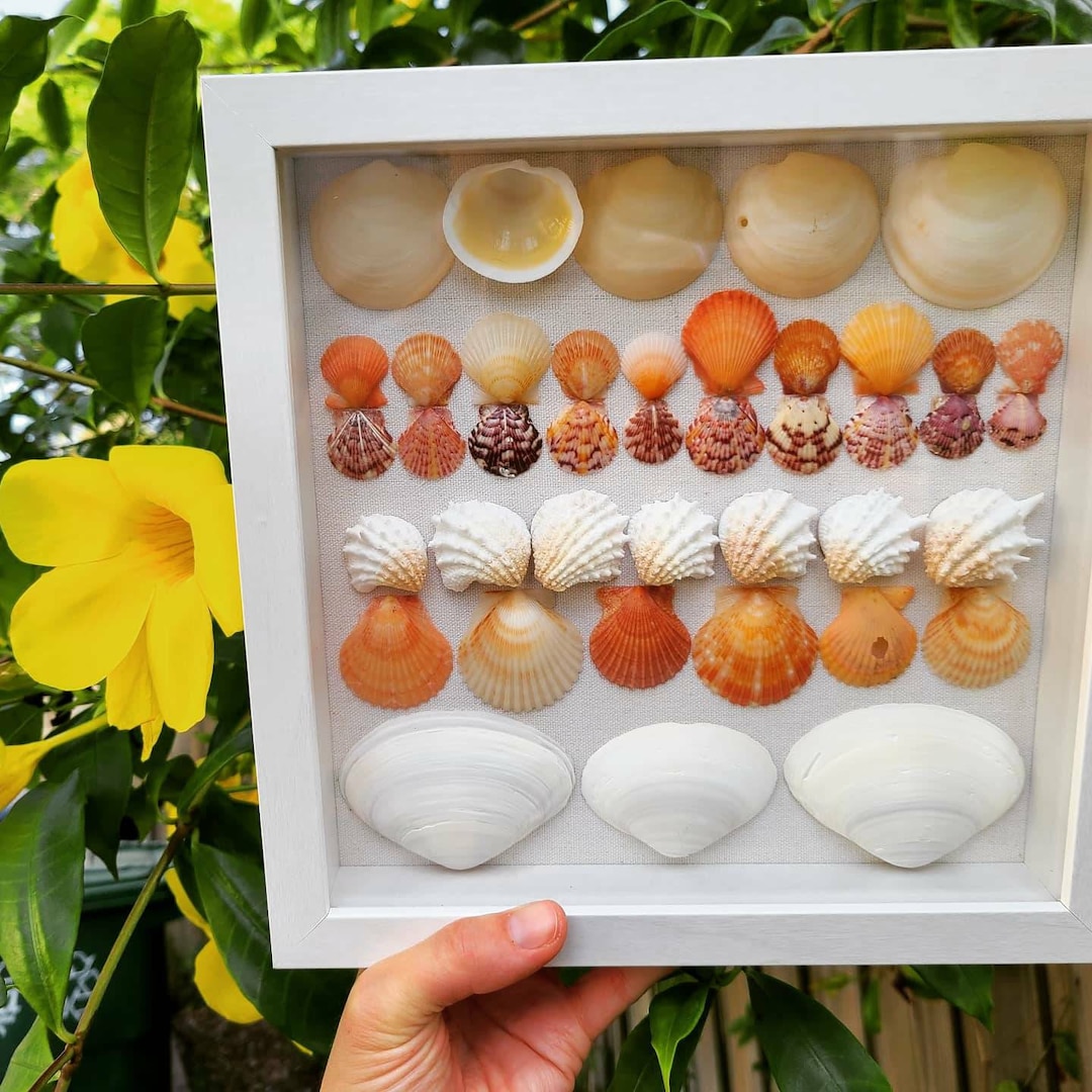 Bright and Sunny - Seashell Shadow Box - Framed Florida Beach Home ...