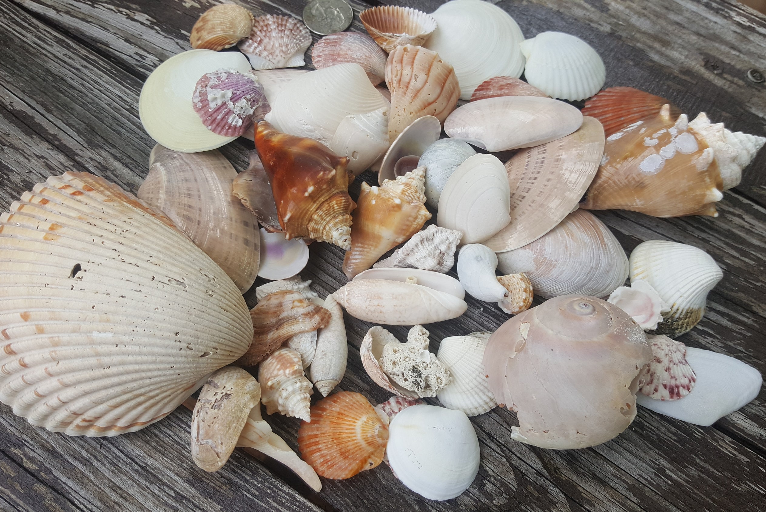 Assorted Florida Gulf Coast Seashells - per Lb - Bulk Shells - for ...