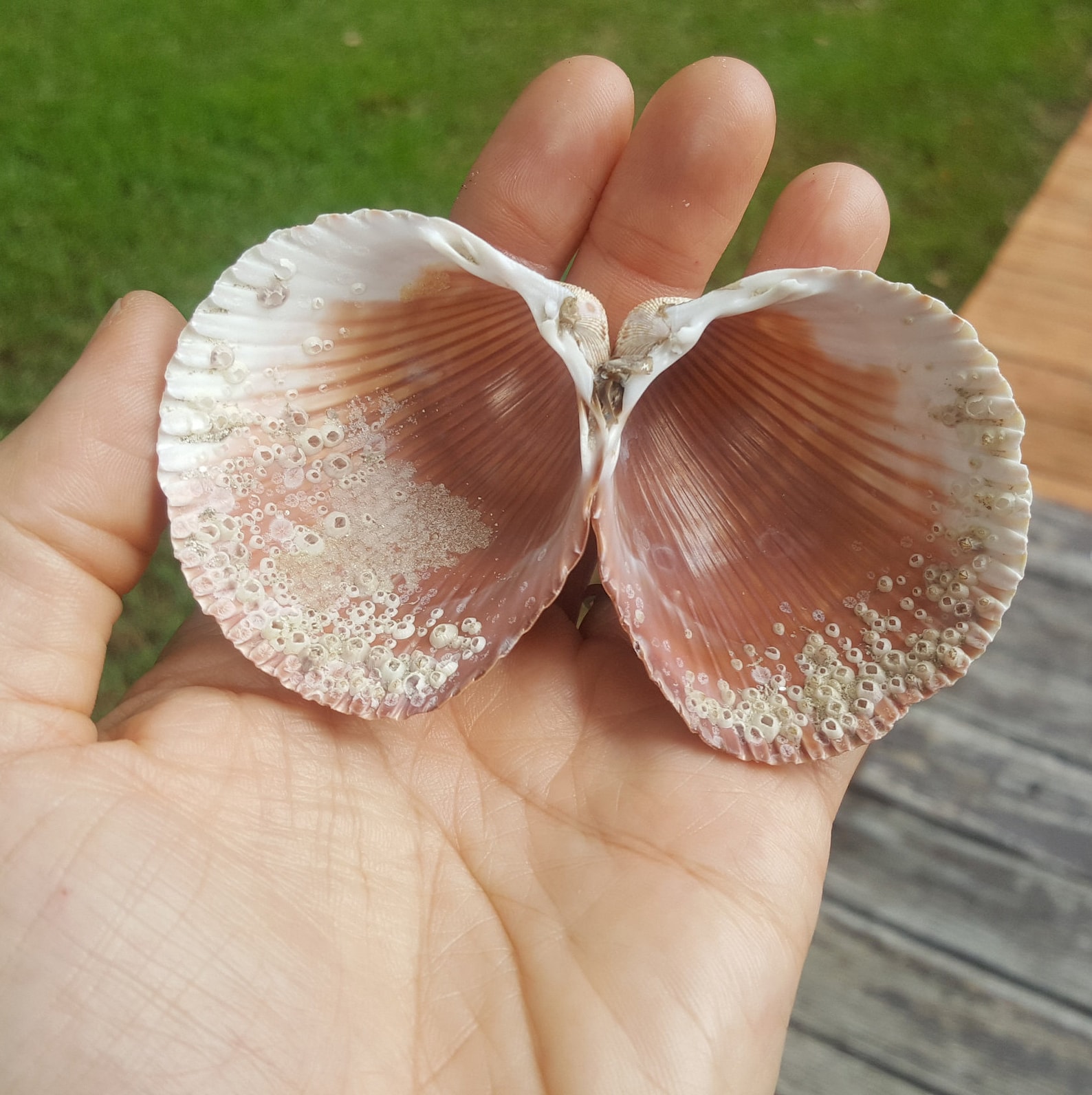 Cockle Shells, Small, per 8 Florida Gulf Coast Bulk Seashells for Beach ...