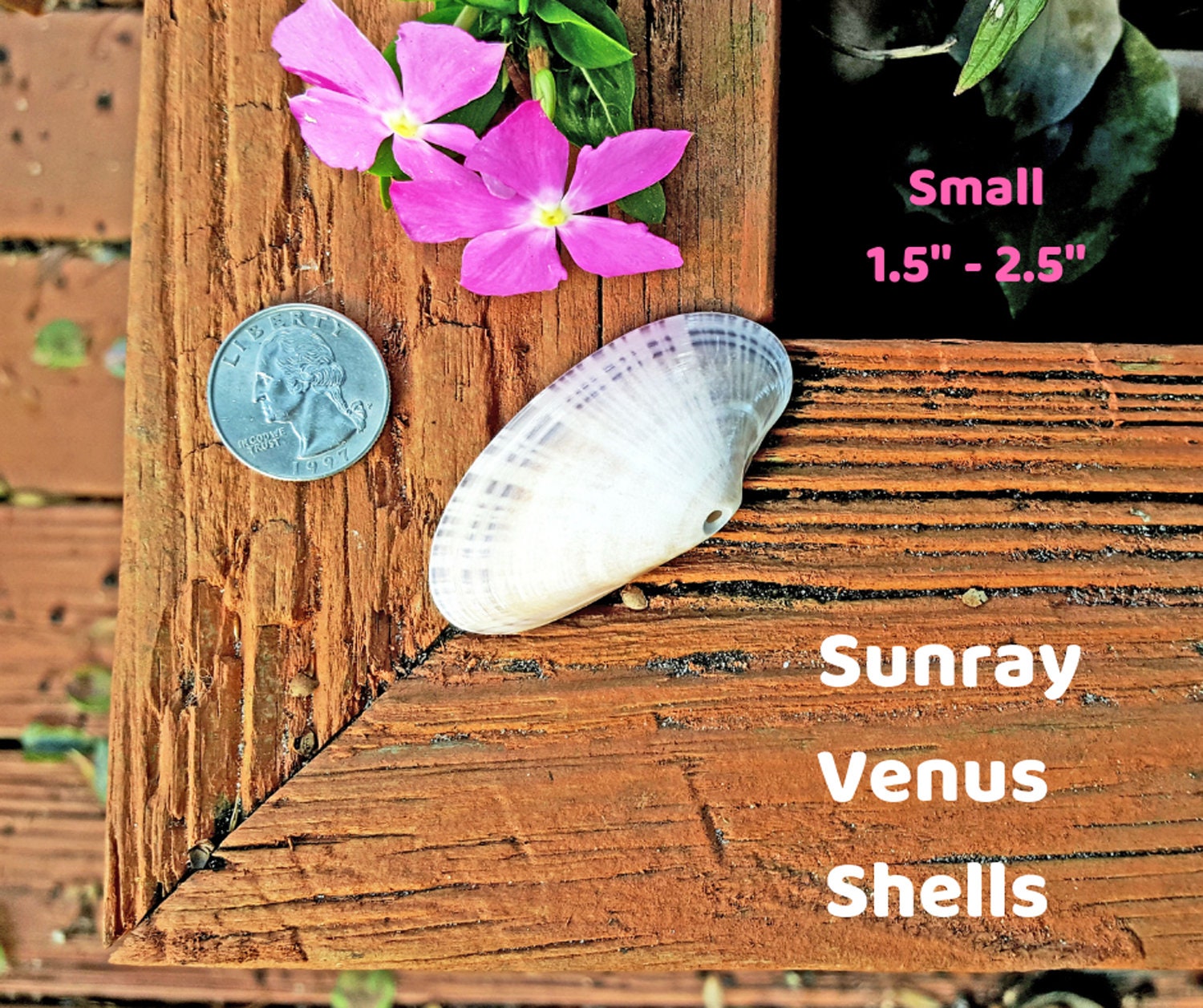 Sunray Venus Shells, Size Small 1.52.5 per Dozen Florida Gulf Coast ...