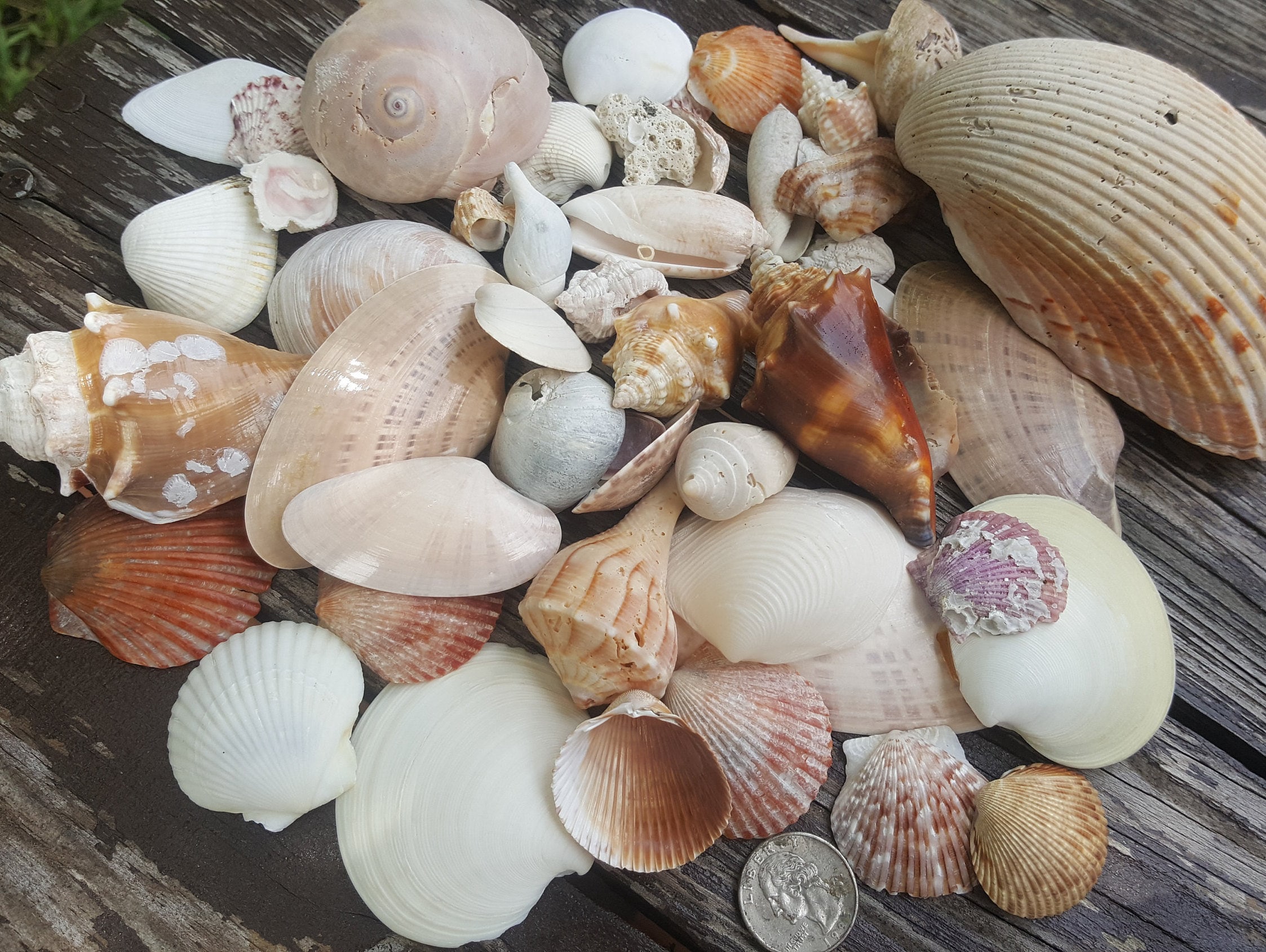 Assorted Florida Gulf Coast Seashells - per Lb - Bulk Shells - for ...