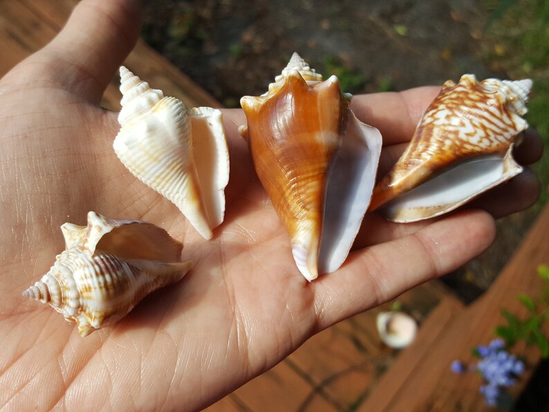 Florida Fighting Conch Shells Medium 2 2.5 per Dozen Natural Shells for ...