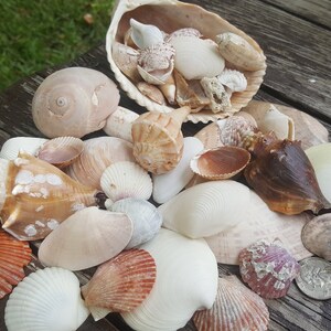 Assorted Florida Gulf Coast Seashells - per Lb - Bulk Shells - for ...