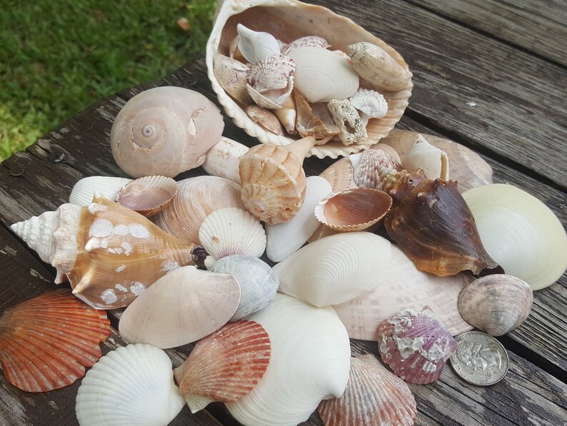 Assorted Florida Gulf Coast Seashells - per Lb - Bulk Shells - for ...