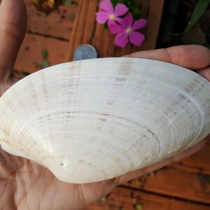 Sunray Venus Shells, Size Giant (4.5"- 5.5") - per 6 Shells - Florida ...