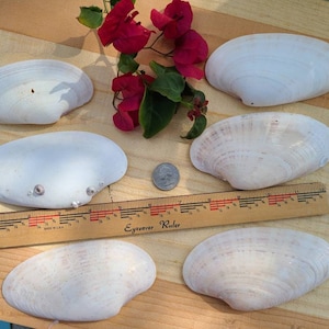 Sunray Venus Shells, Size Giant (4.5"- 5.5") - per 6 Shells - Florida ...