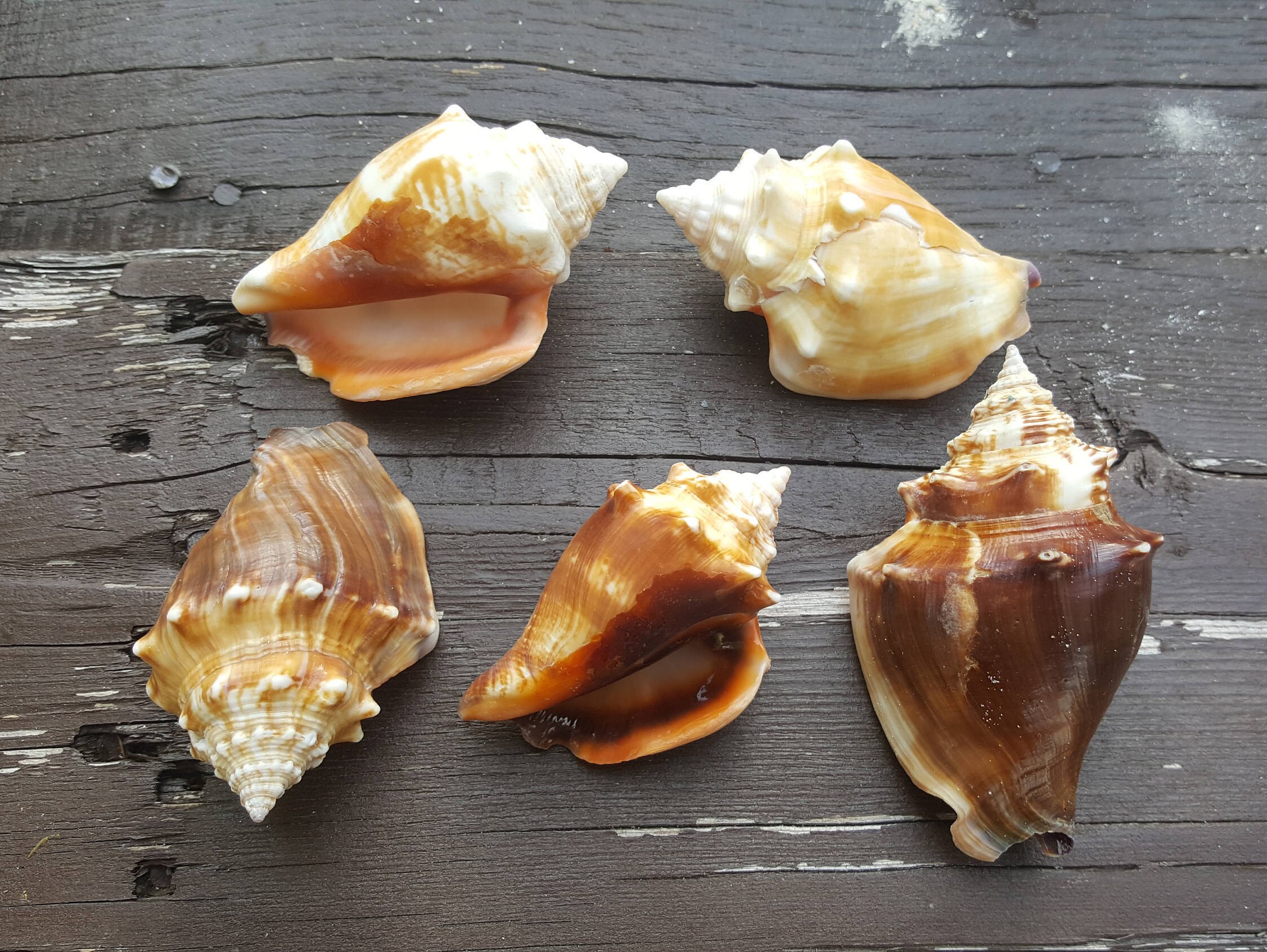 Florida Fighting Conch Shells per Dozen Bulk Florida Gulf - Etsy