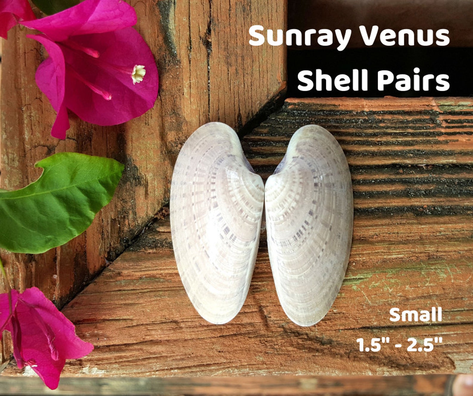 Sunray Venus Shell Pairs Size Small 1.5 2.5 | Etsy