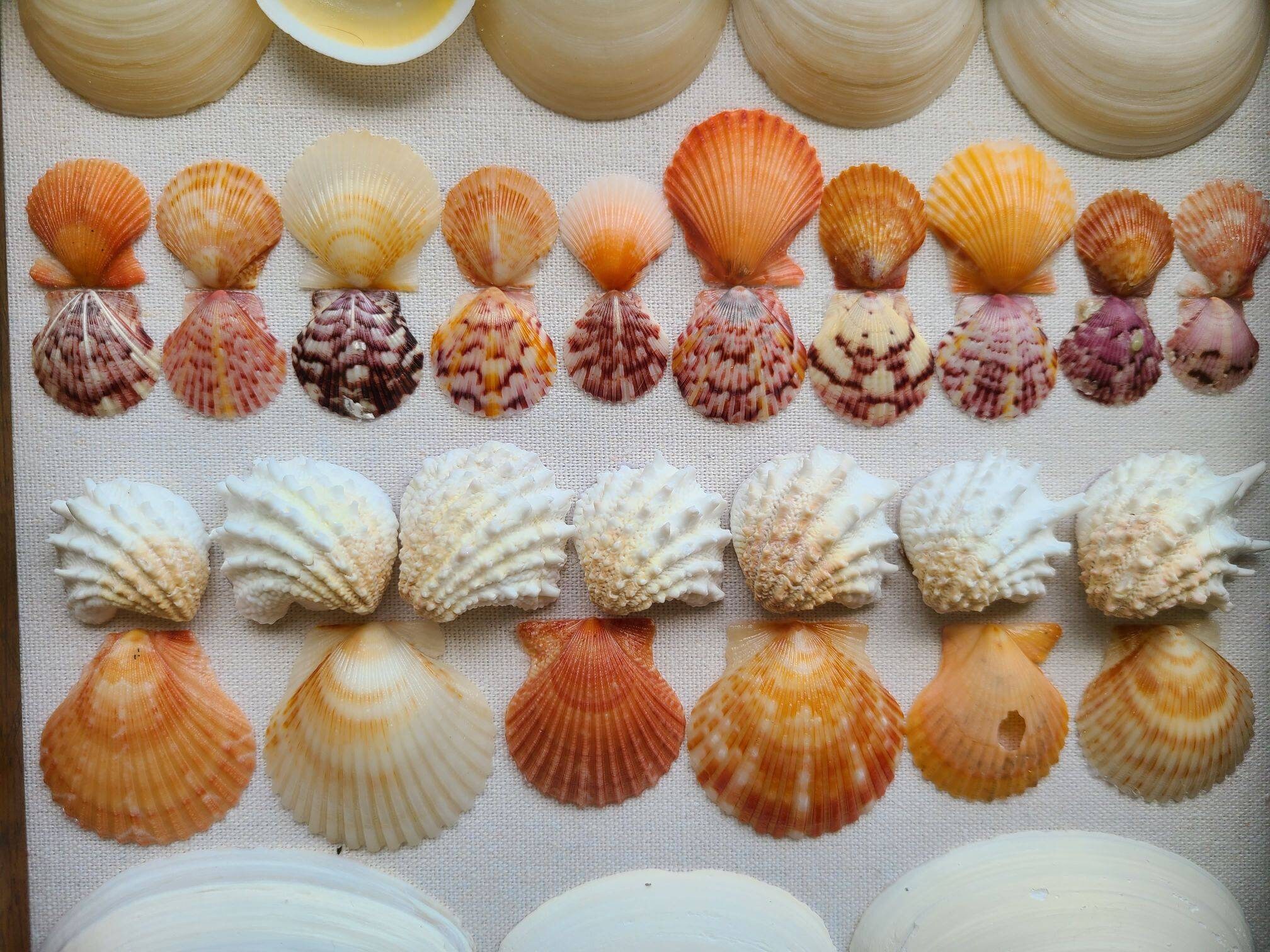 Bright and Sunny - Seashell Shadow Box - Framed Florida Beach Home ...