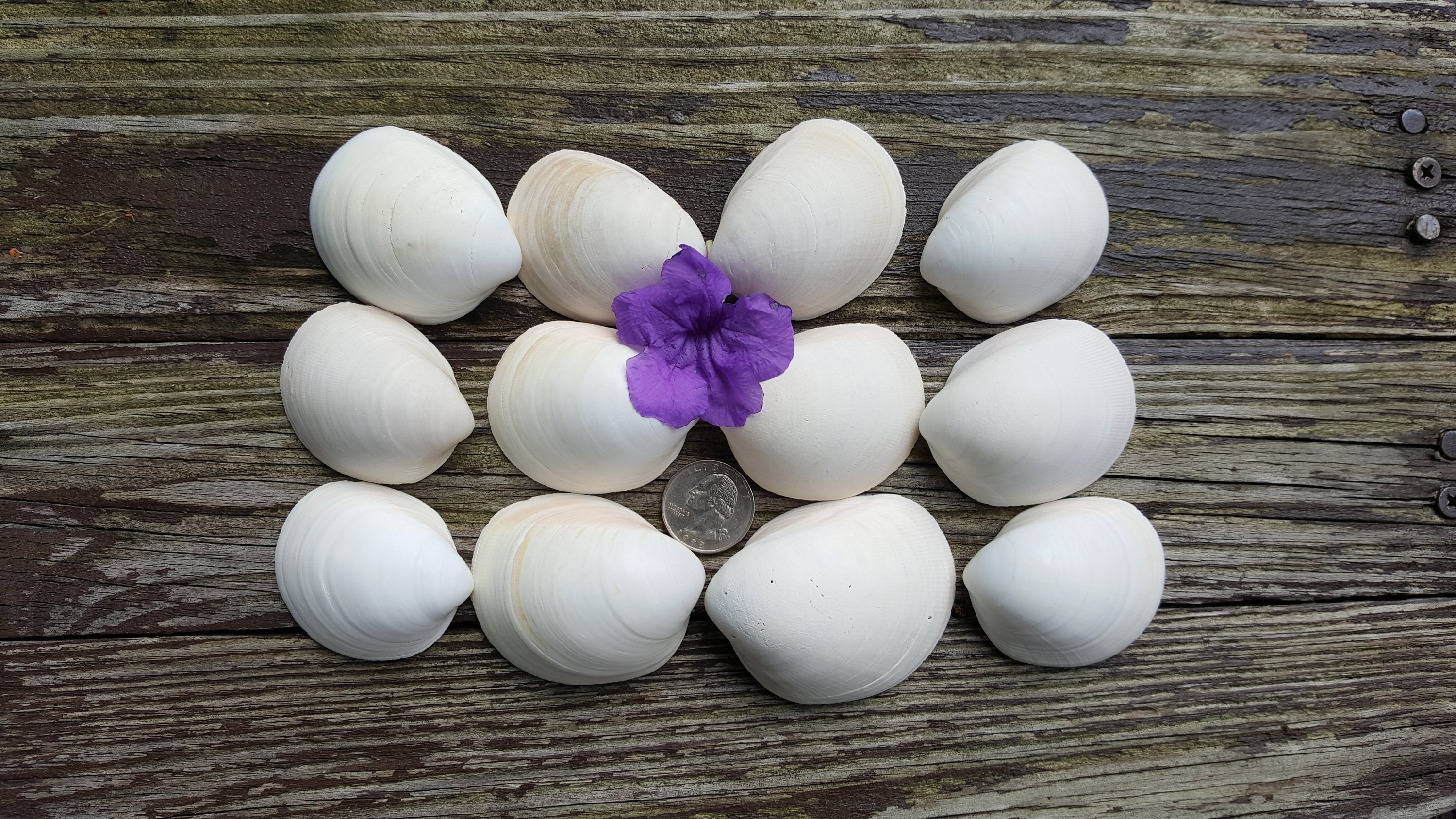 Egg Cockle Shells, per Dozen (12 Shells), Florida Gulf Coast White ...