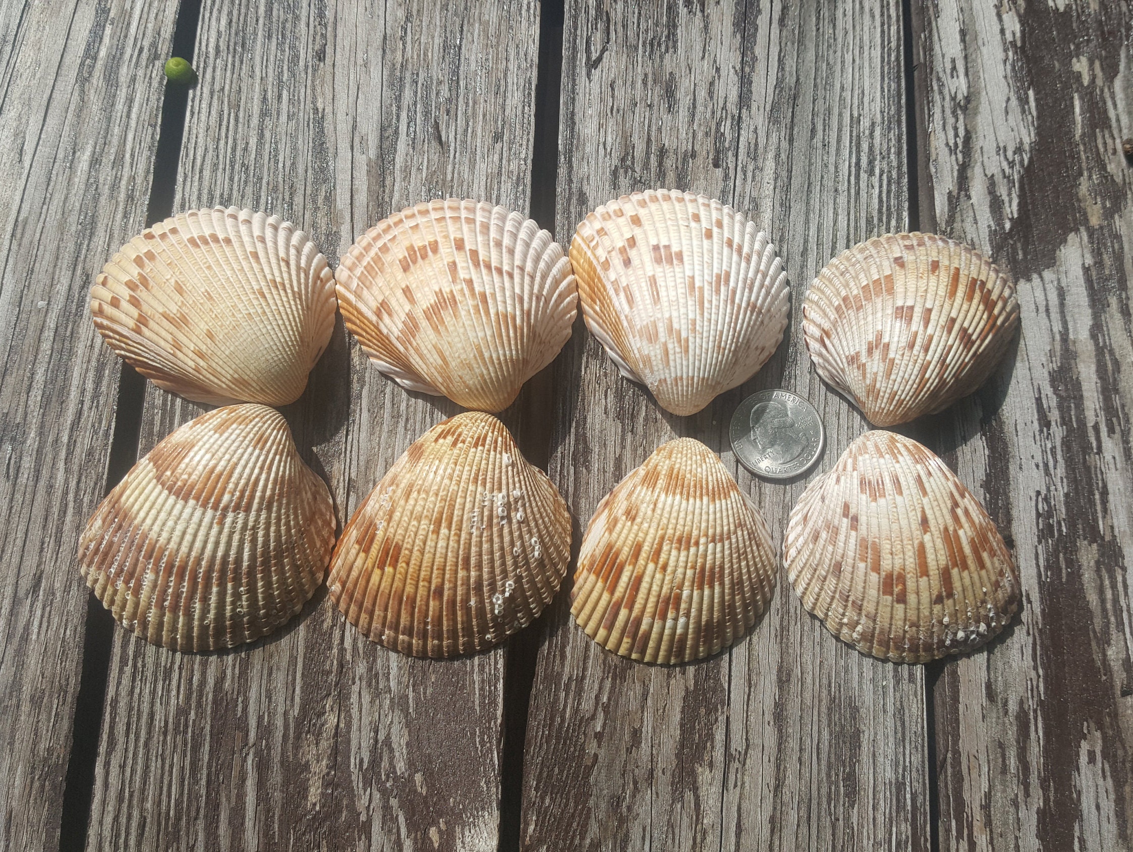 Cockle Shells Small per 8 Florida Gulf Coast Bulk - Etsy