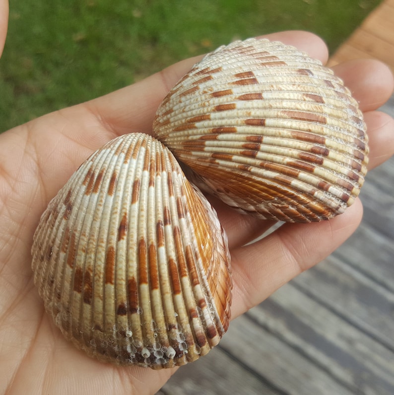 Cockle Shells, Small, per 8 Florida Gulf Coast Bulk Seashells for Beach ...