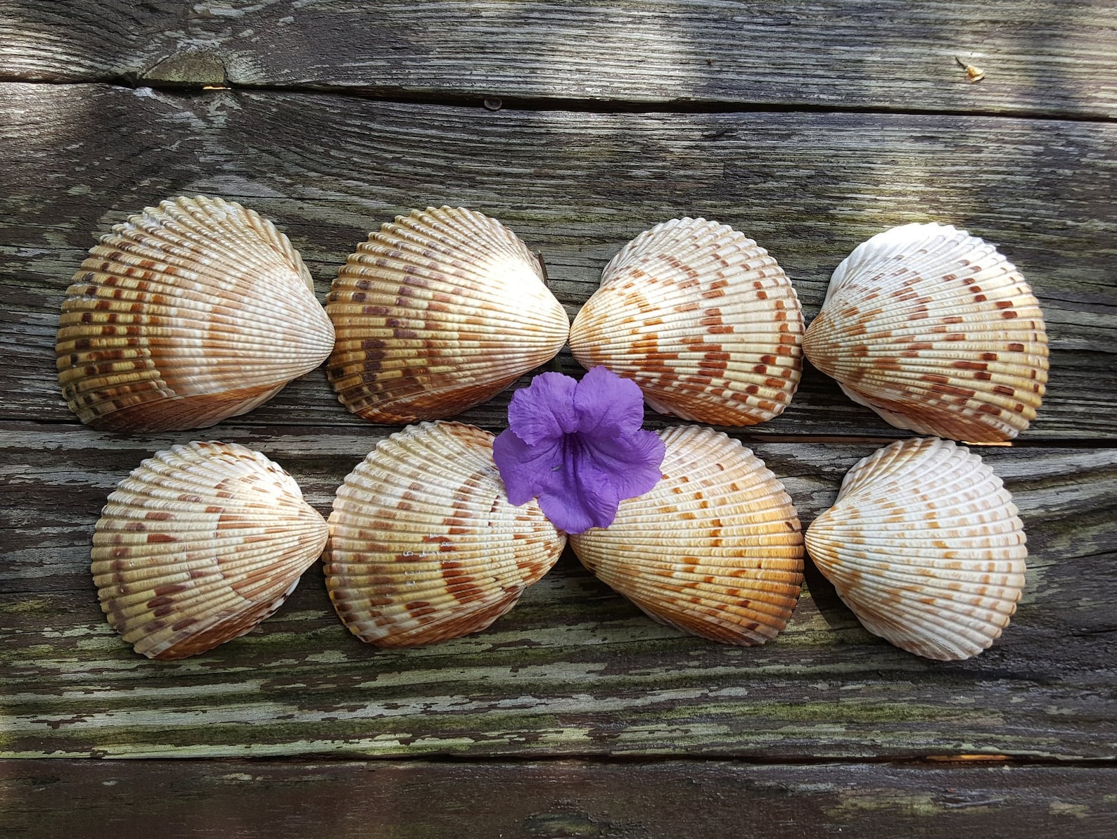 Conchas de berberecho, medianas, por 8 - Conchas marinas a granel de la ...