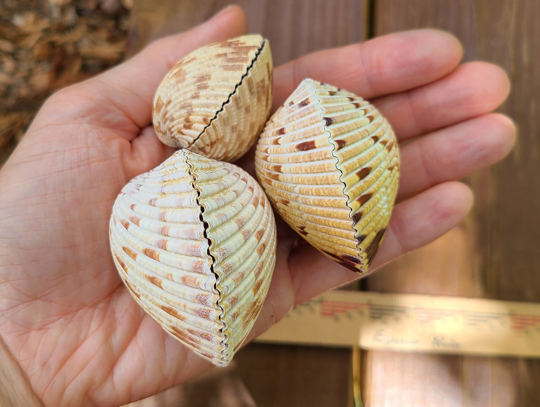 Cockle Shell Pairs per 3 Pairs 6 Total Shells, Size Small 1.52.5 ...