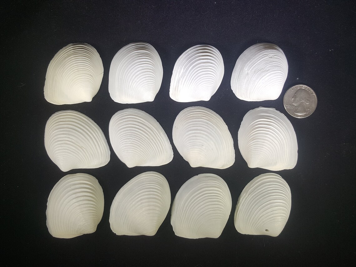 Duck Clam Shells Size medium Florida Gulf Coast - Etsy