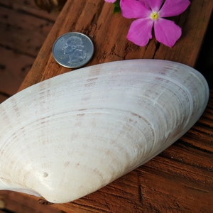 Sunray Venus Shells, Size Giant (4.5"- 5.5") - per 6 Shells - Florida ...