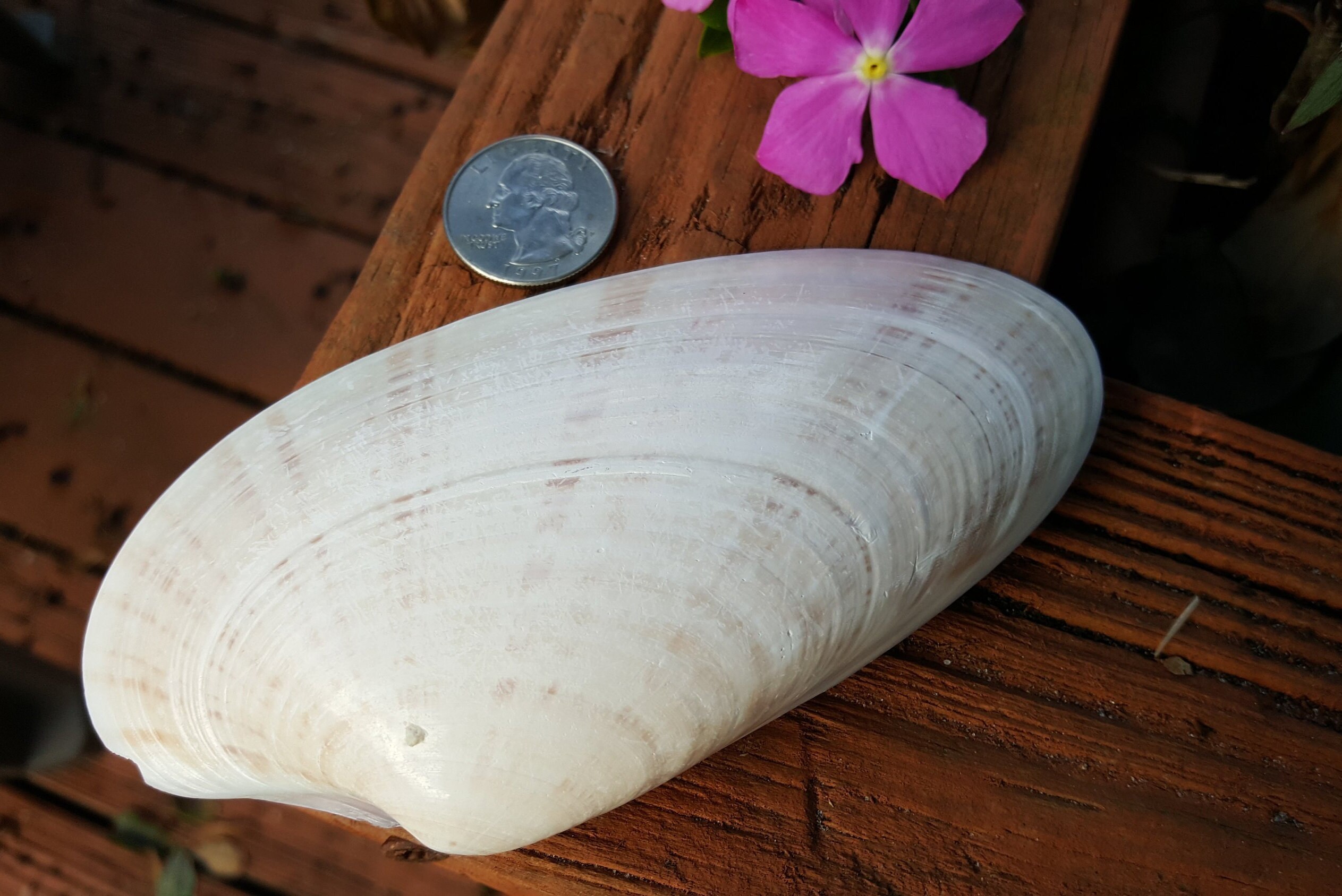 Sunray Venus Shells, Size Giant 4.5 5.5 per 6 Shells Florida Gulf Coast ...