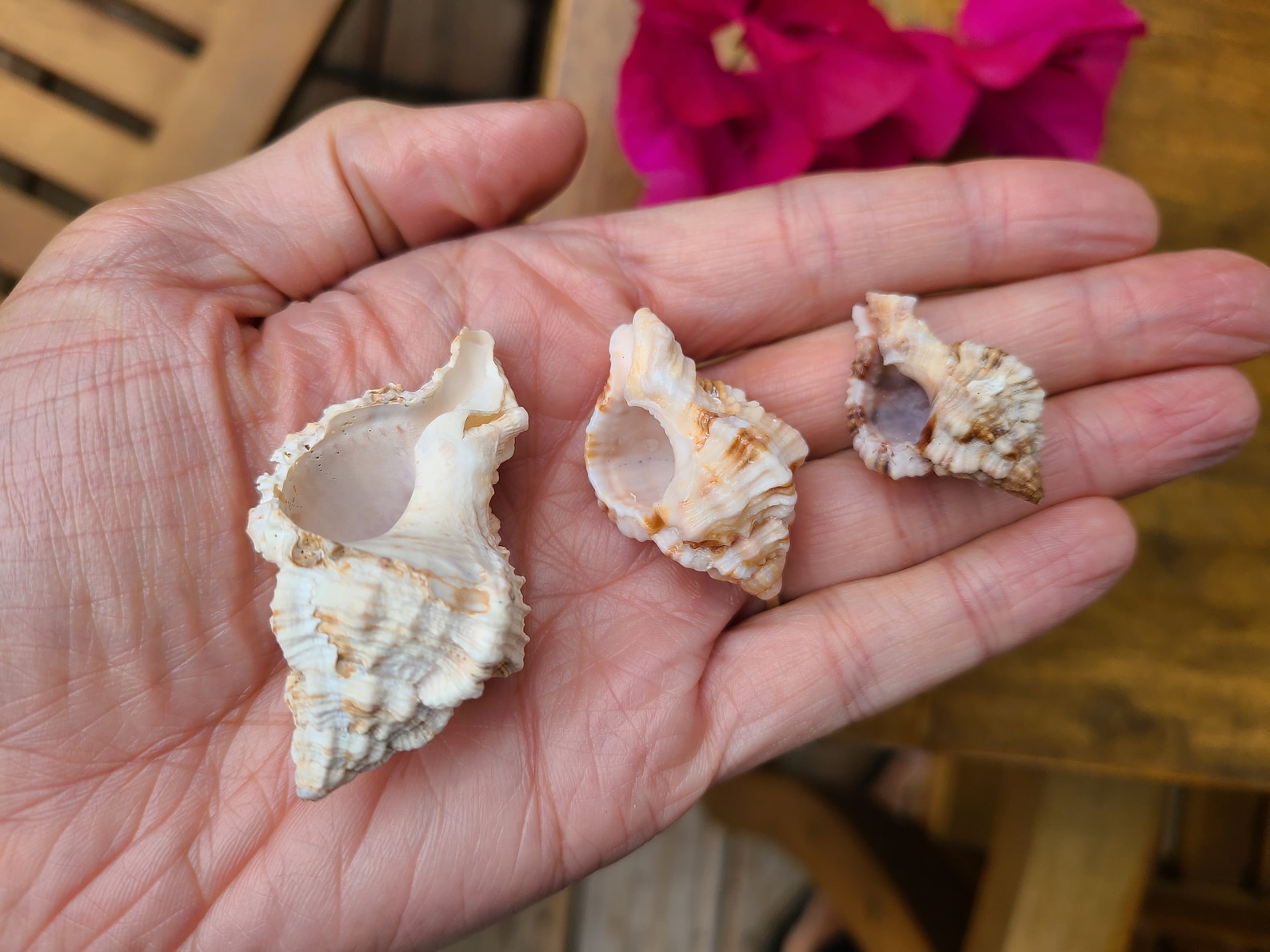 Apple Murex Shells - per Dozen - Natural Shells - for Crafting, Beach ...