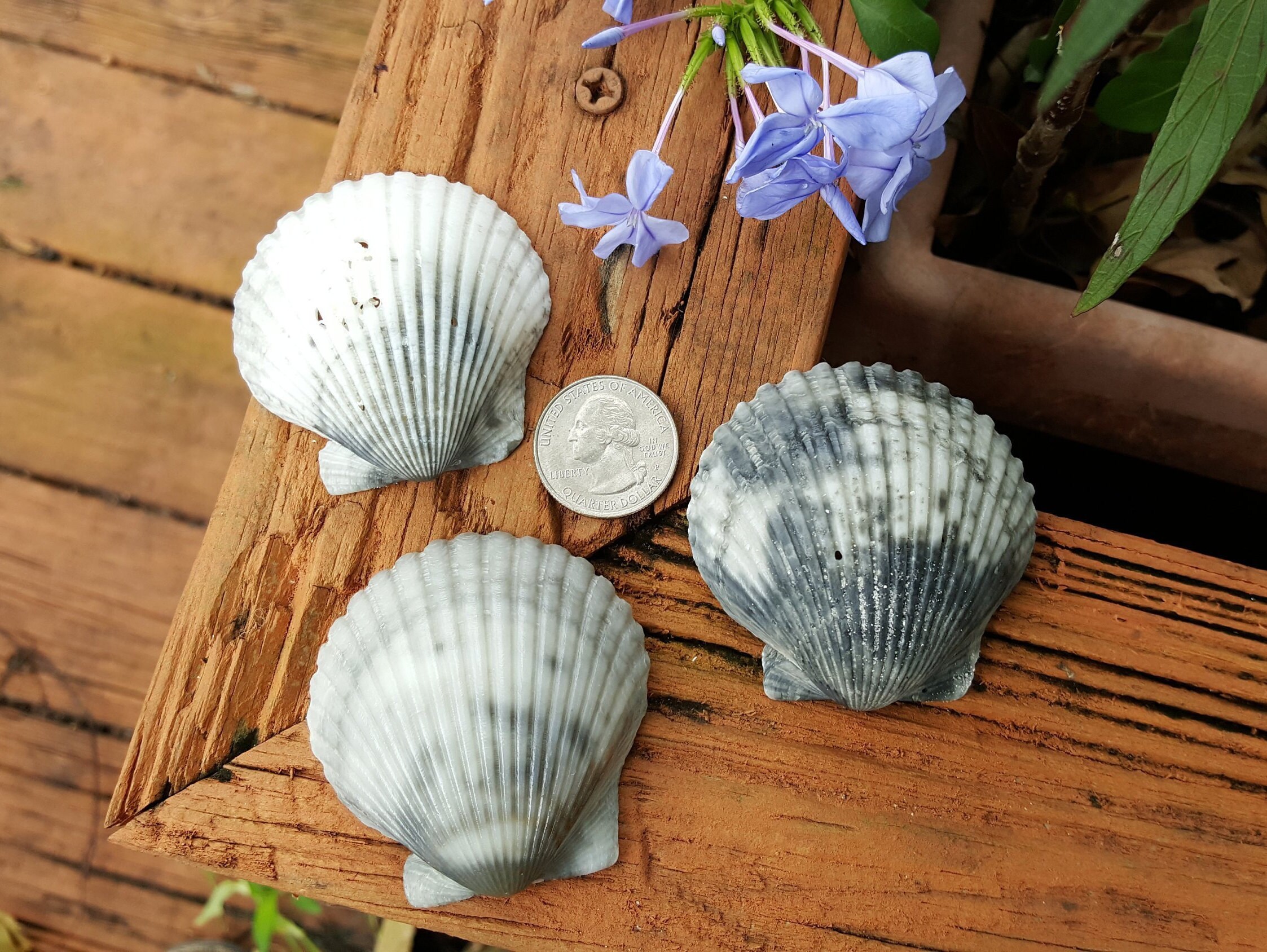 Perfect Gray Scallop Shells per Dozen Florida Gulf Coast | Etsy