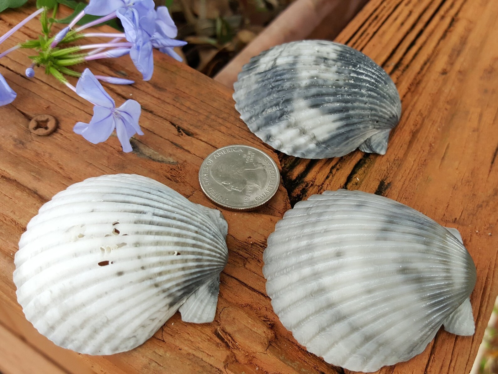 Perfect Gray Scallop Shells per Dozen Florida Gulf Coast | Etsy