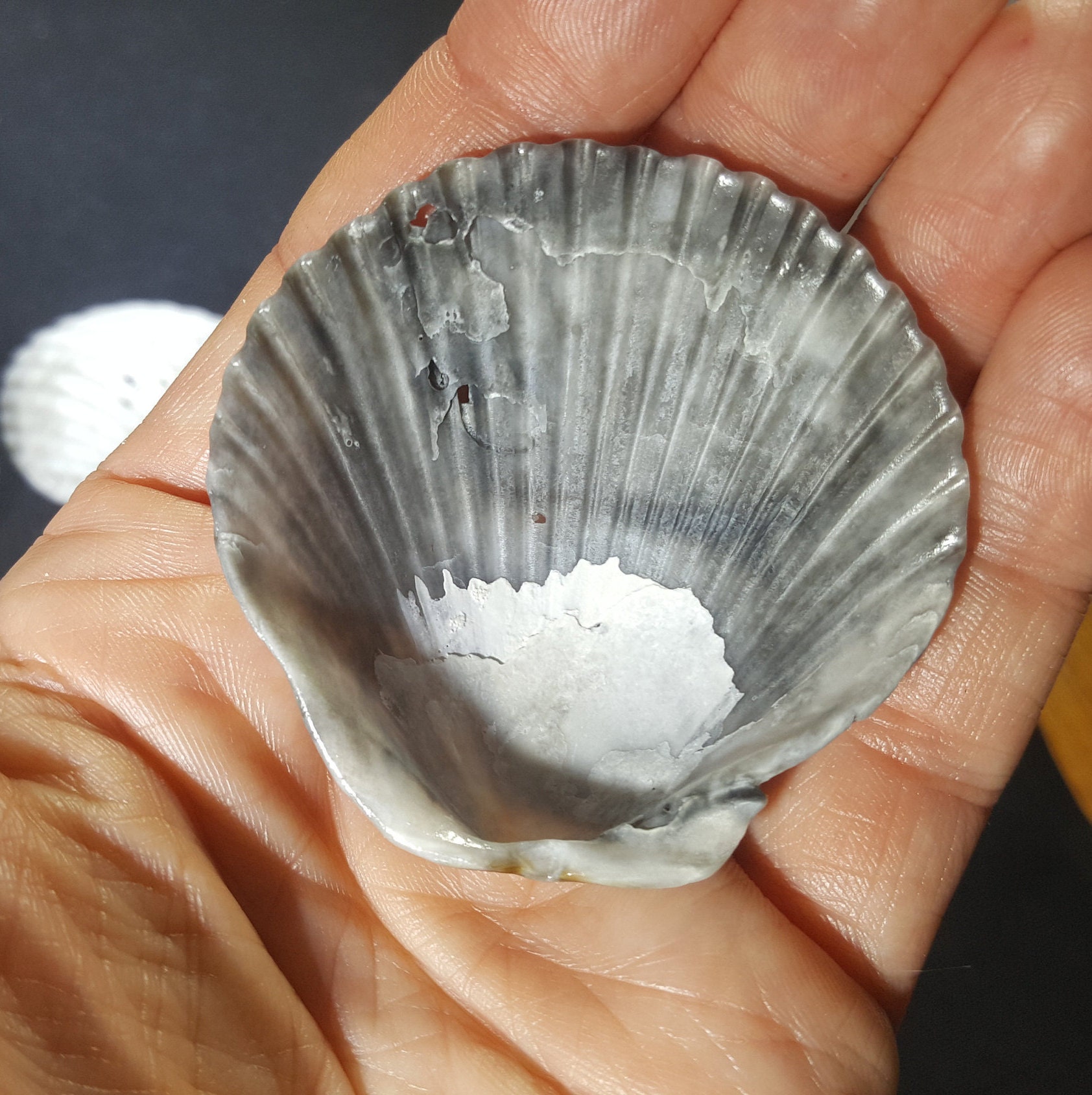 Perfect Gray Scallop Shells per Dozen Florida Gulf Coast | Etsy