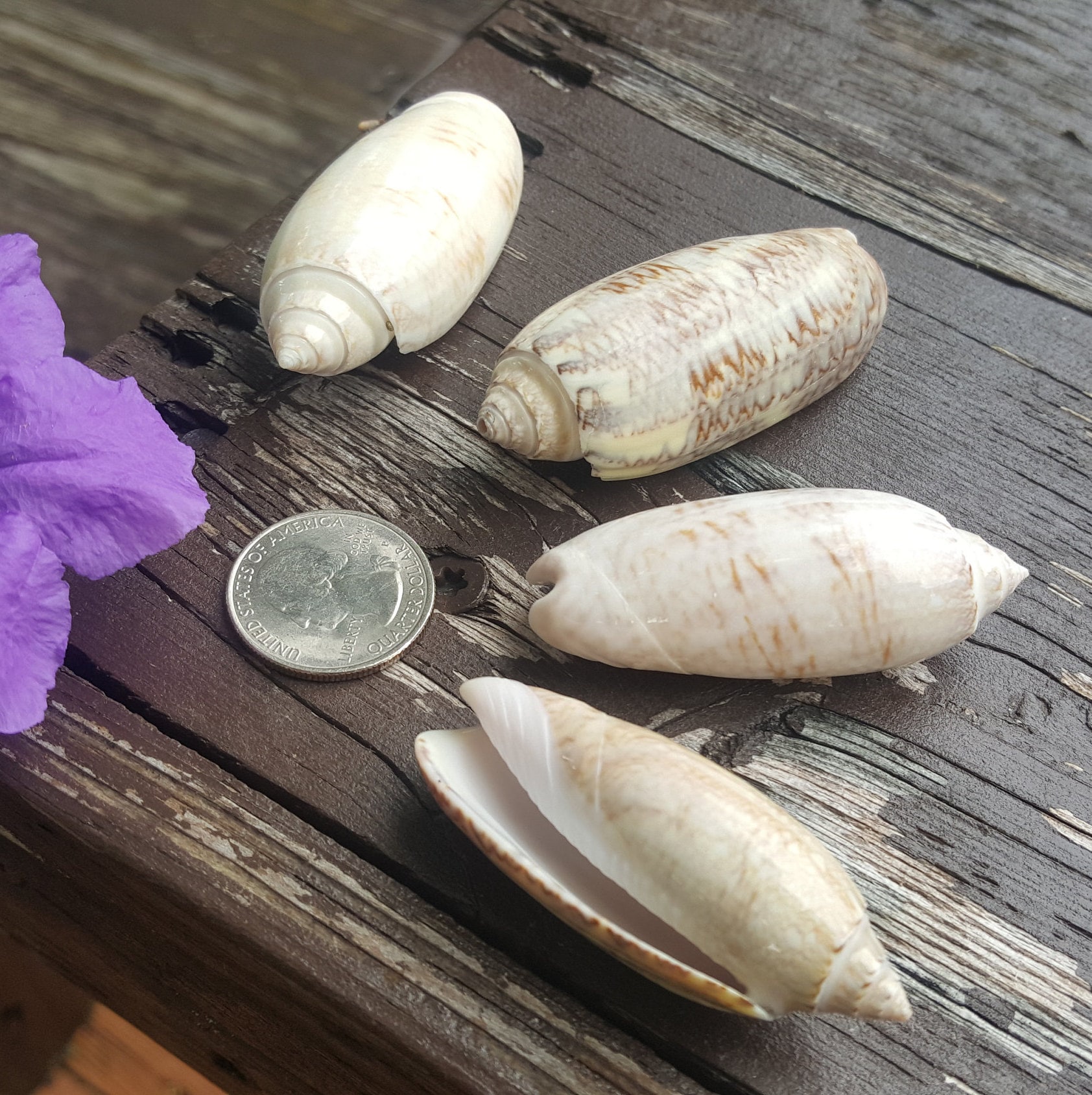 Olive Shells Large per lb 30 pieces Florida Gulf Coast | Etsy