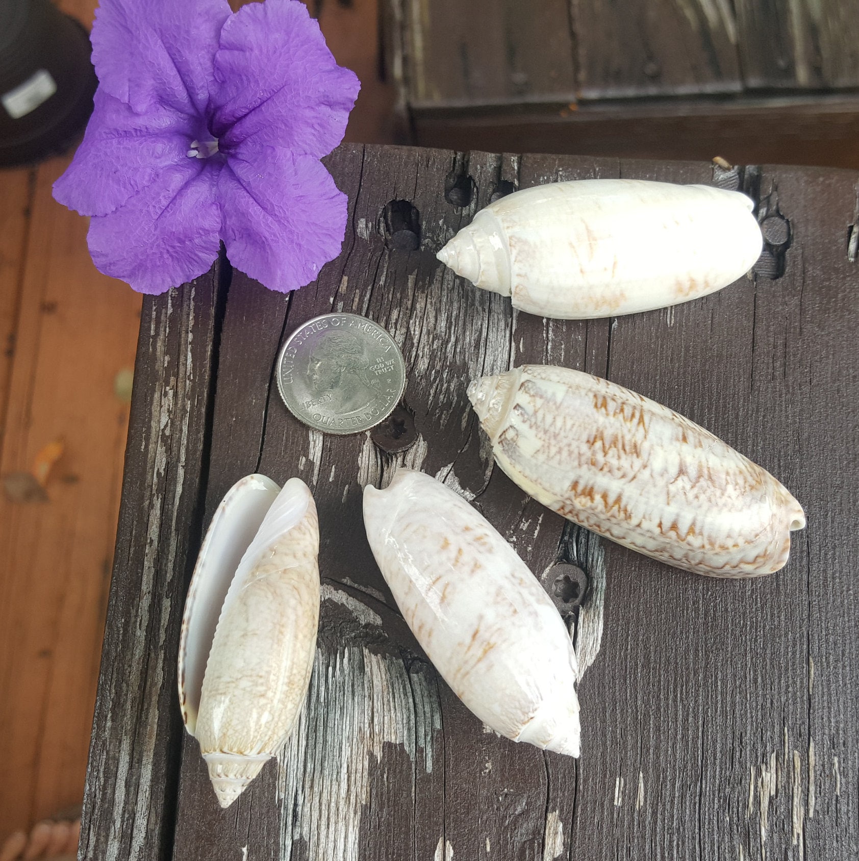 Olive Shells, Large - per Lb (~30 Pieces) - Florida Gulf Coast ...