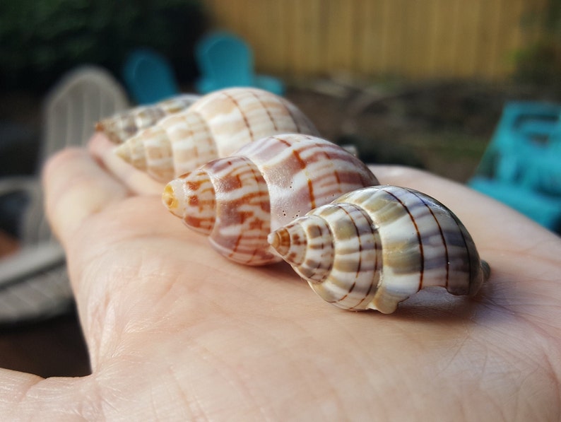 Banded Tulip Shells per Dozen Florida Gulf Coast Seashells Bulk Shells ...