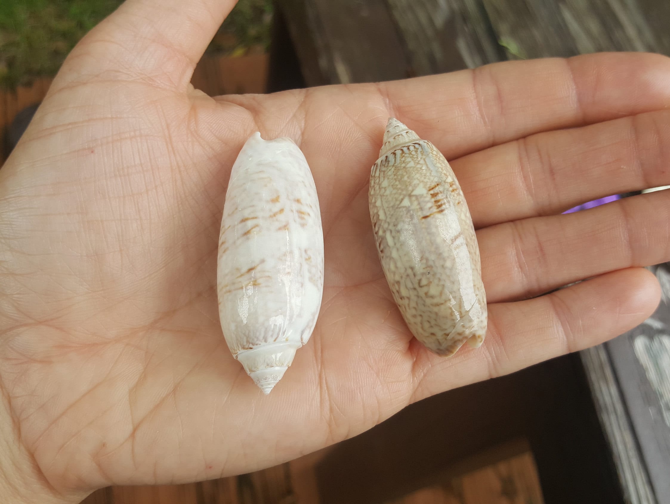 Olive Shells, Large - per Lb (~30 Pieces) - Florida Gulf Coast ...