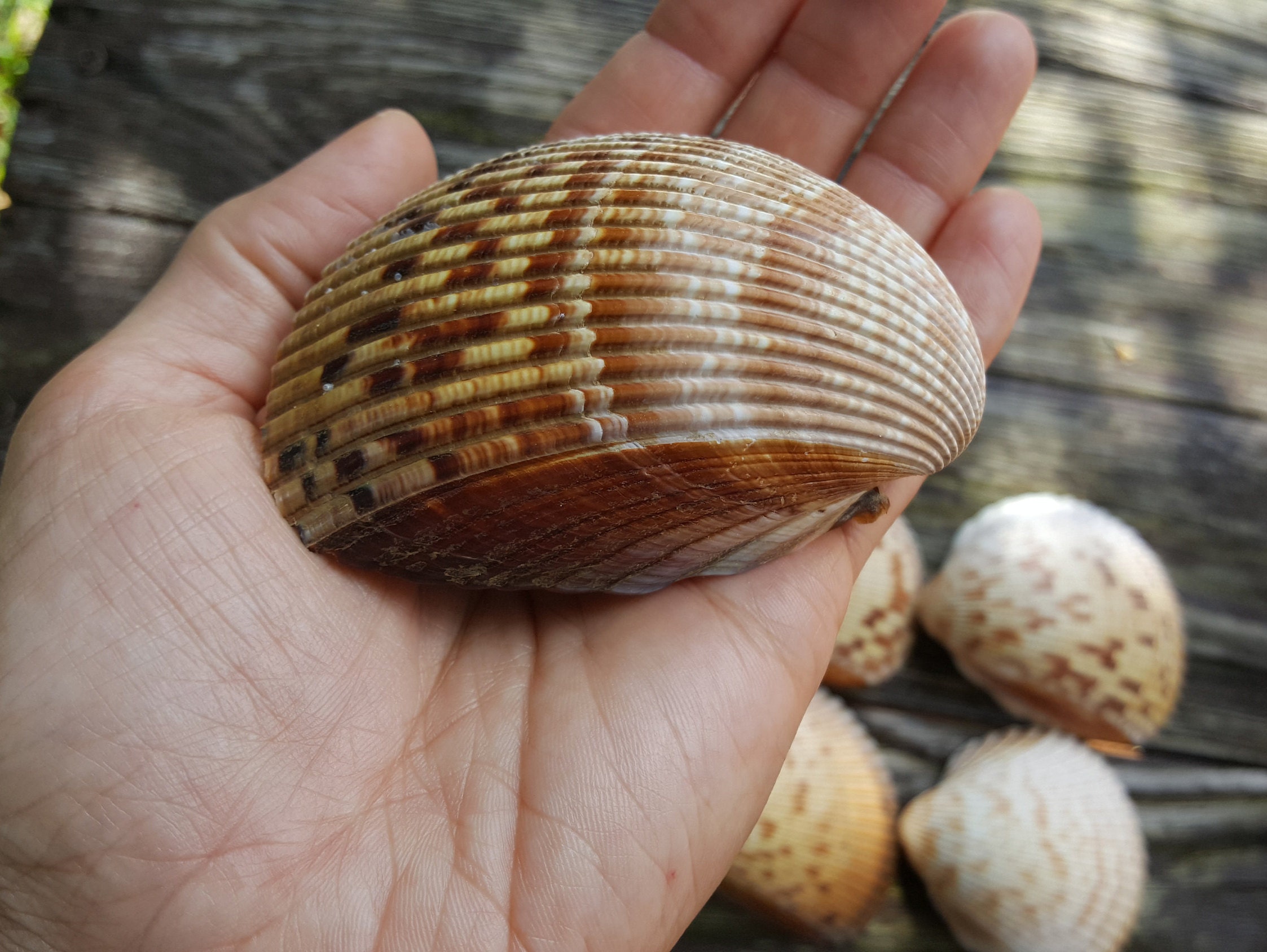 Conchas de berberecho, medianas, por 8 - Conchas marinas a granel de la ...