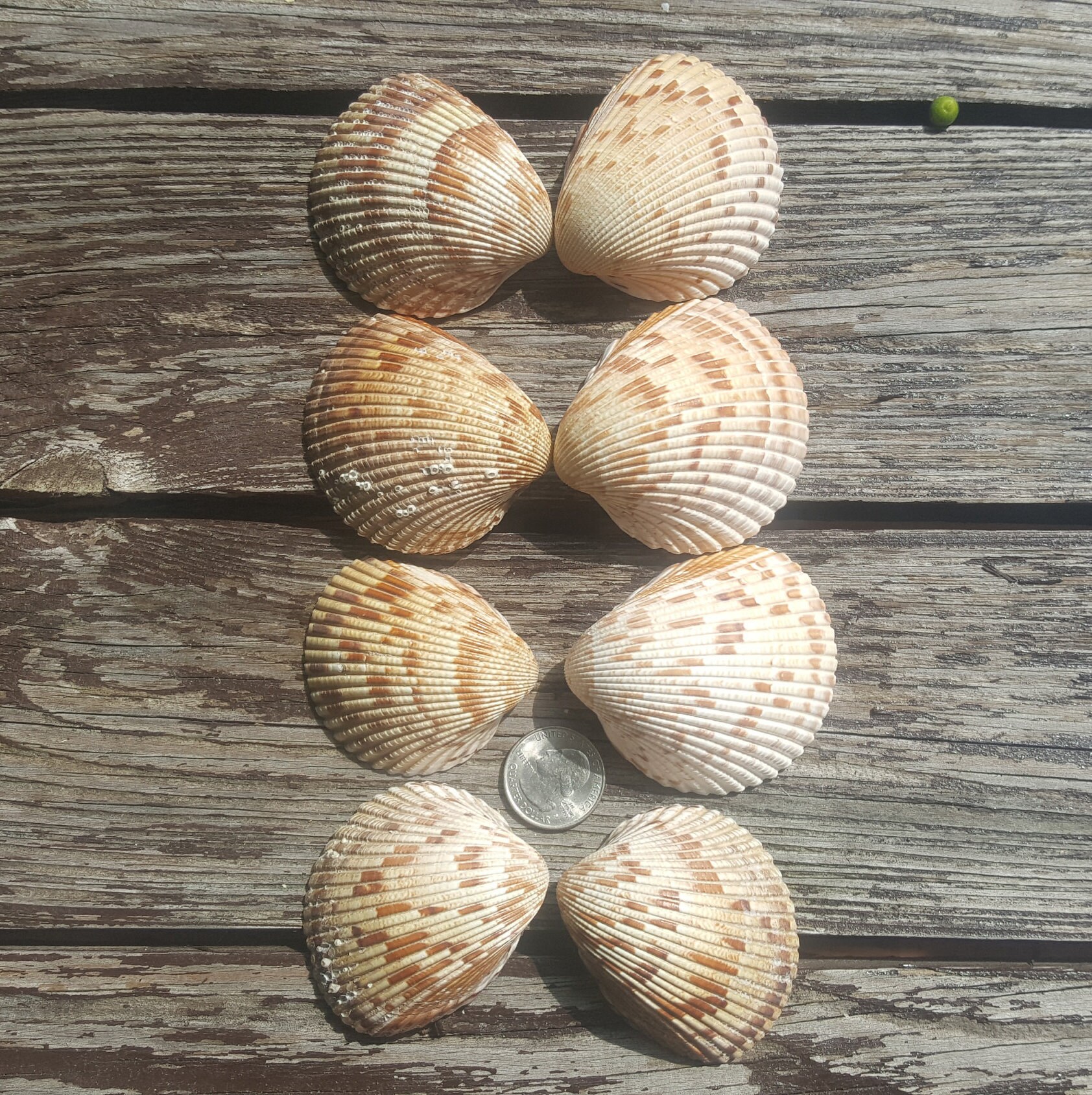 Cockle Shells Small per 8 Florida Gulf Coast Bulk - Etsy