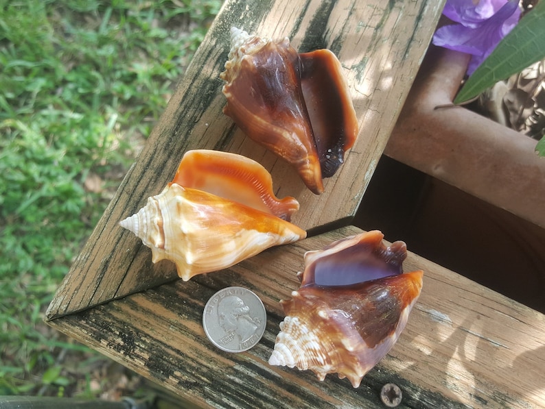 Florida Fighting Conch Shells - per Dozen - Bulk Florida Gulf Coast ...