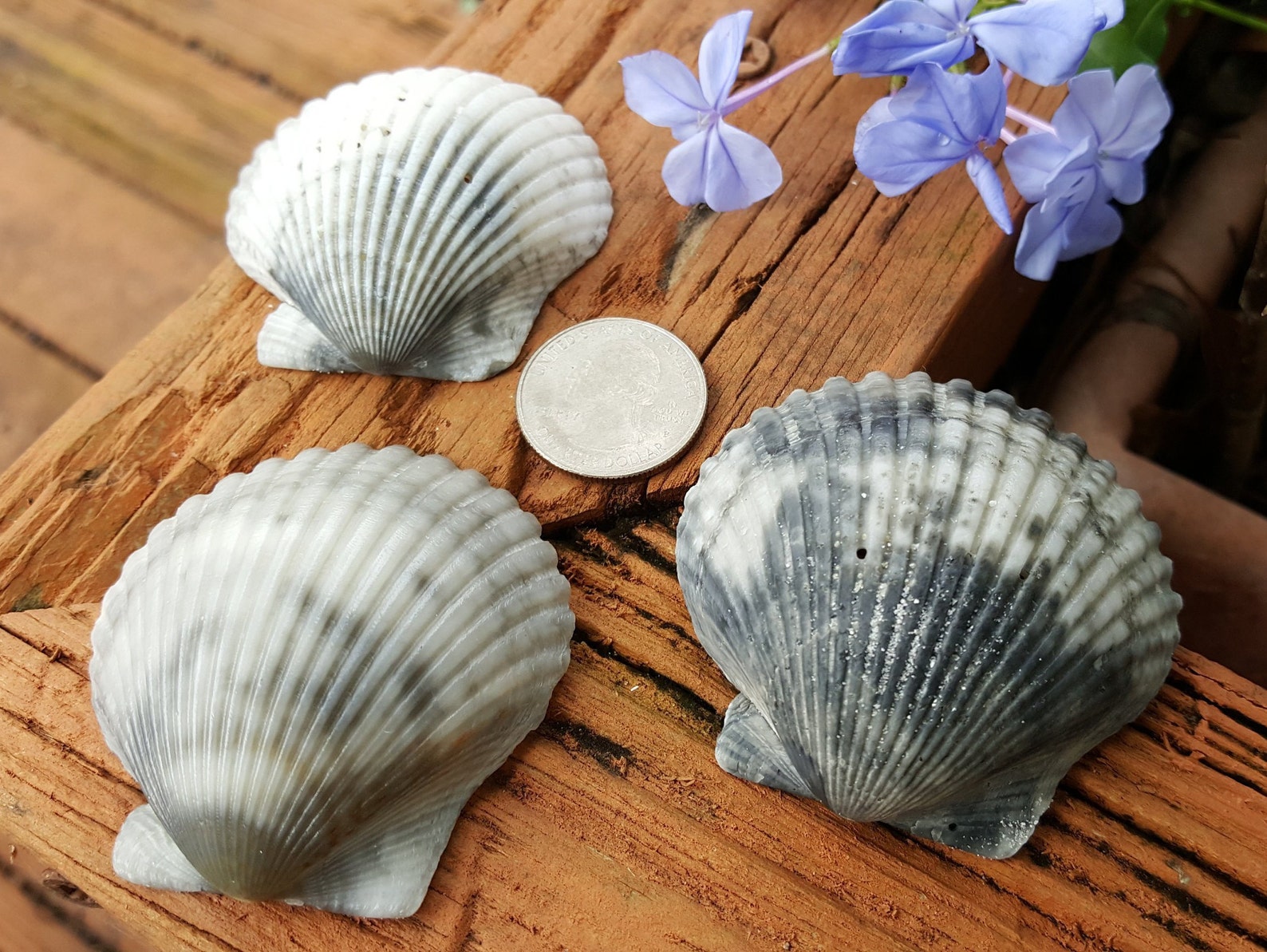 Perfect Gray Scallop Shells per Dozen Florida Gulf Coast | Etsy