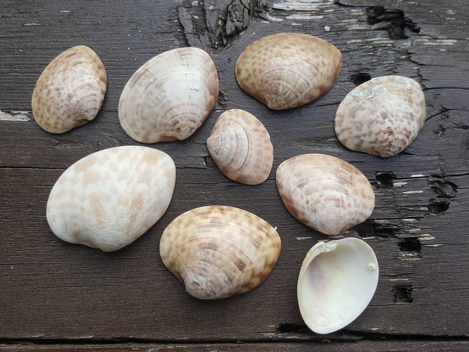 Calico Clam Shells per 8 Oz 75 Pieces Florida Gulf | Etsy