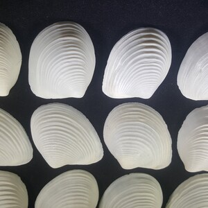 Duck Clam Shells, Size "medium", Florida Gulf Coast White Textured ...