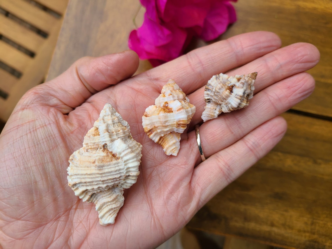 Apple Murex Shells - per Dozen - Natural Shells - for Crafting, Beach ...