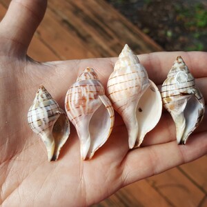 Banded Tulip Shells - per Dozen - Florida Gulf Coast Seashells - Bulk ...