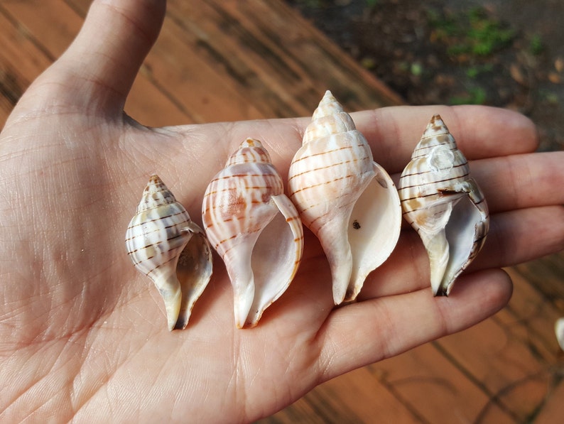 Banded Tulip Shells per Dozen Florida Gulf Coast Seashells Bulk Shells ...