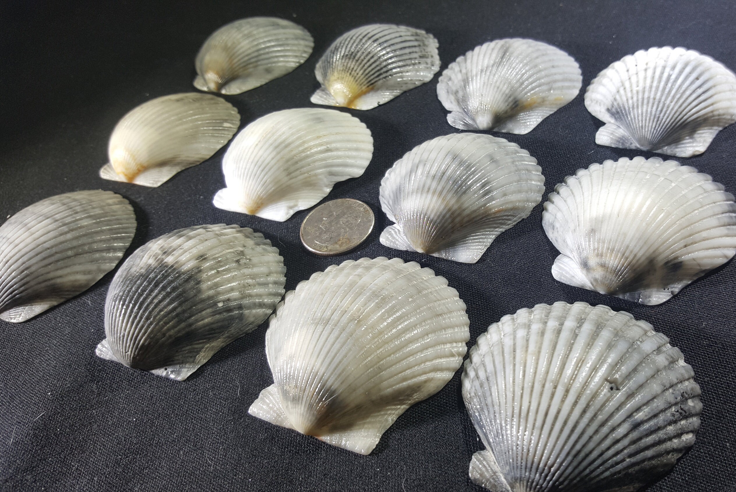 Perfect Gray Scallop Shells per Dozen Florida Gulf Coast | Etsy