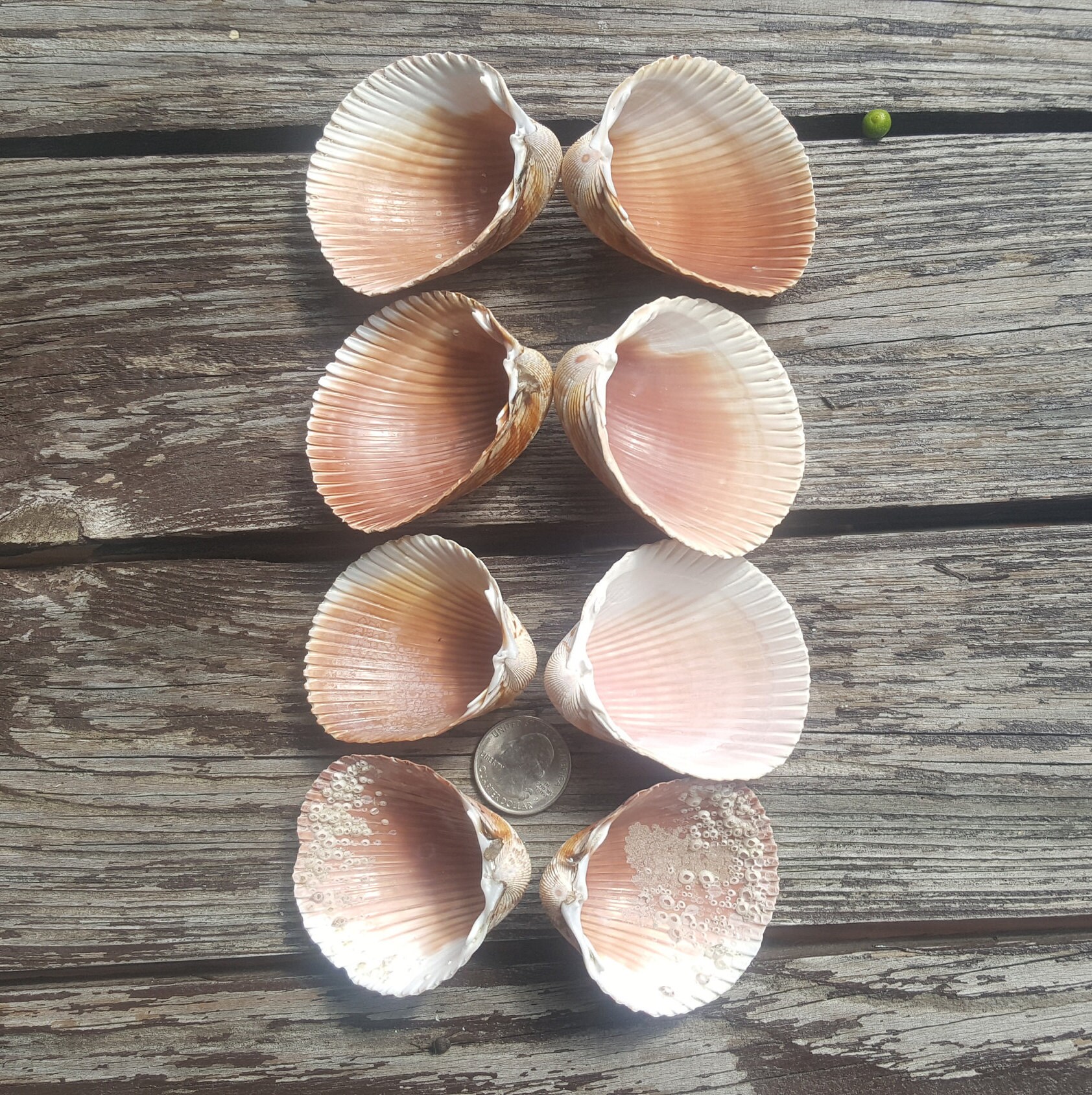 Cockle Shells Small per 8 Florida Gulf Coast Bulk - Etsy