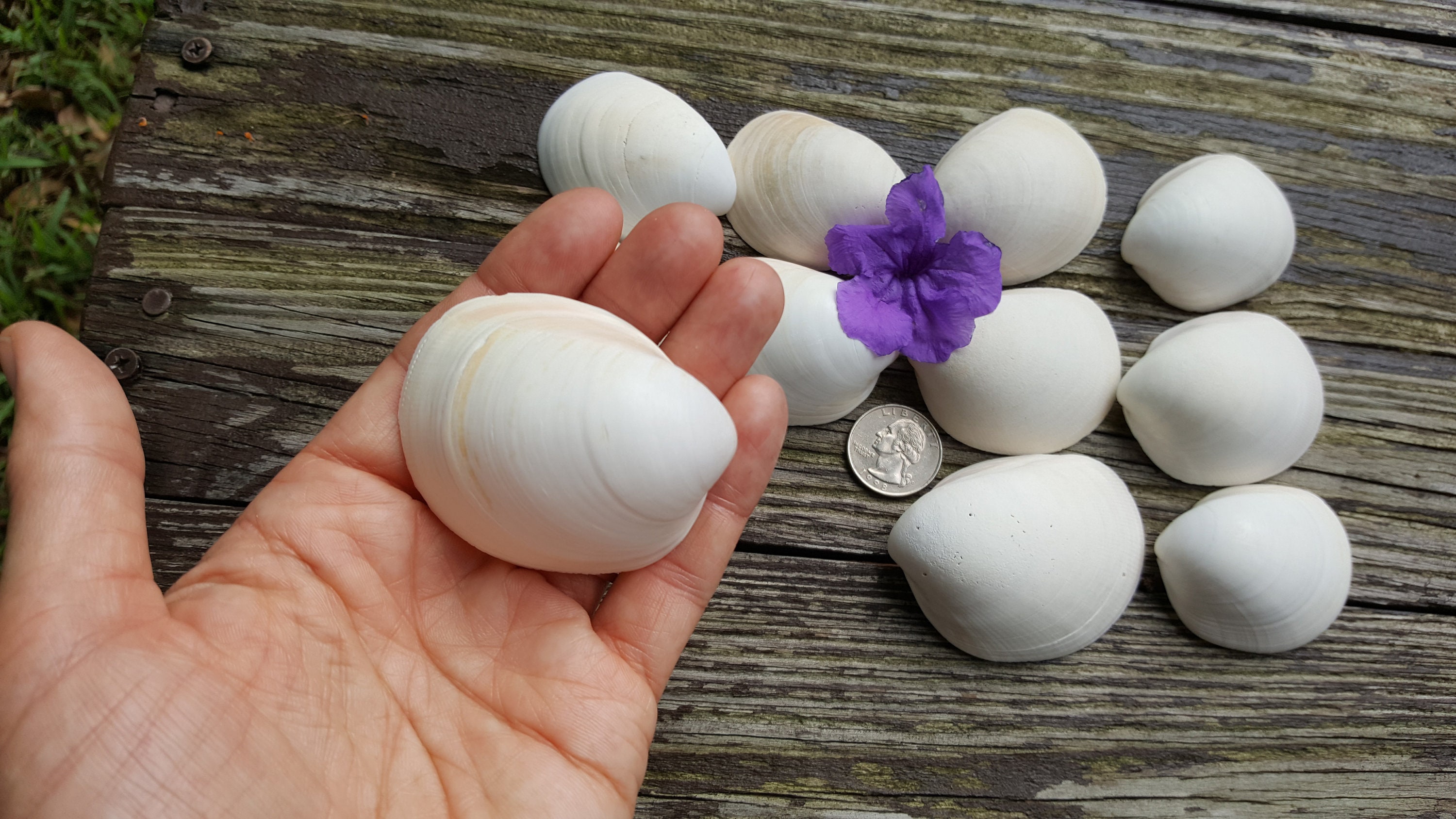 Egg Cockle Shells, per Dozen (12 Shells), Florida Gulf Coast White ...