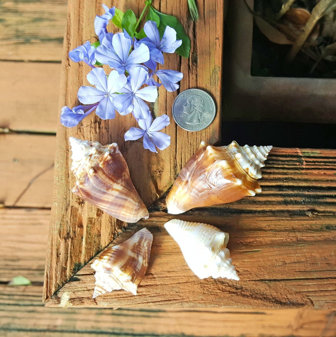 Florida Fighting Conch Shells Medium 2 2.5 per Dozen Natural Shells for ...