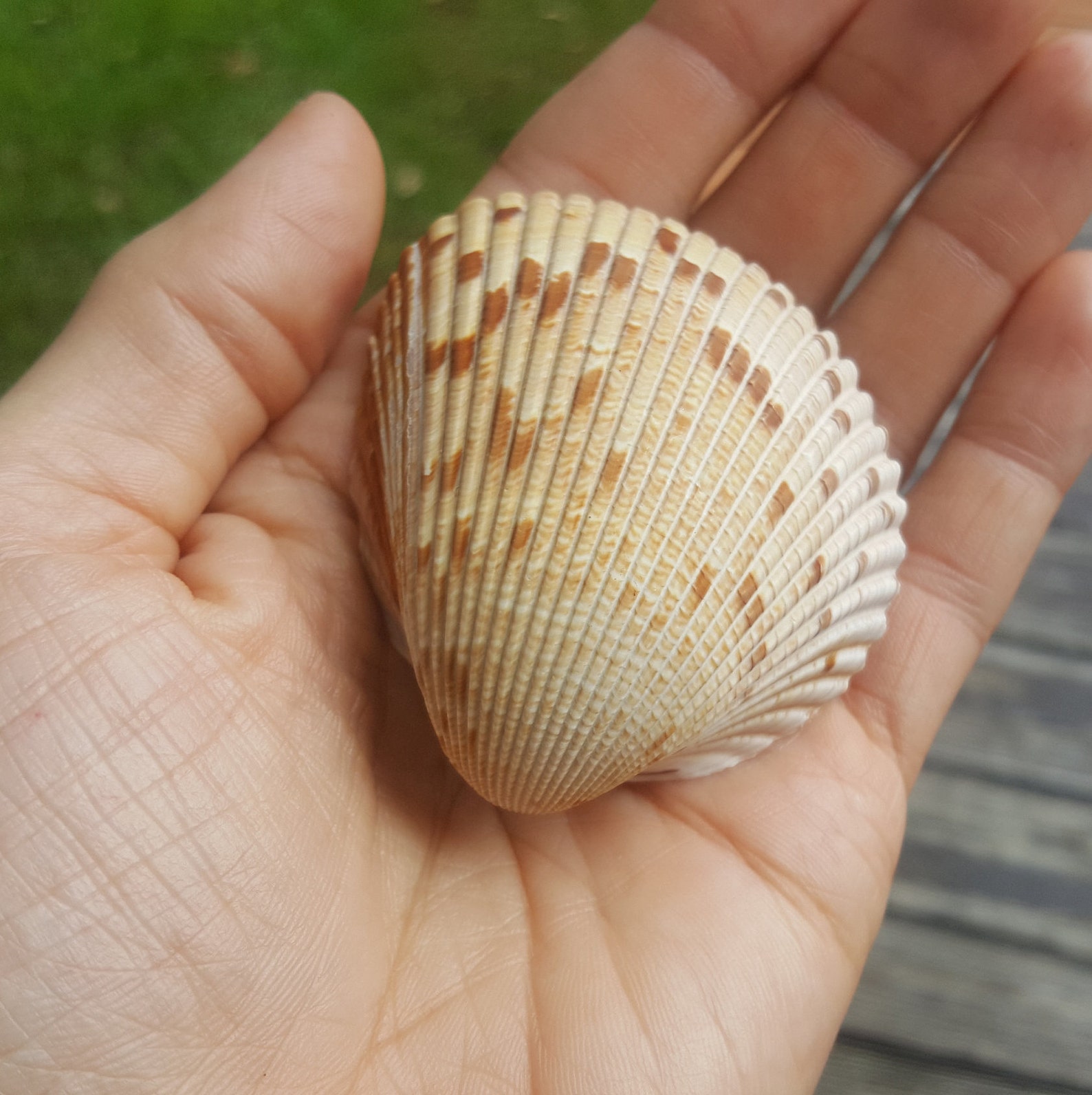 Cockle Shells, Small, per 8 Florida Gulf Coast Bulk Seashells for Beach ...