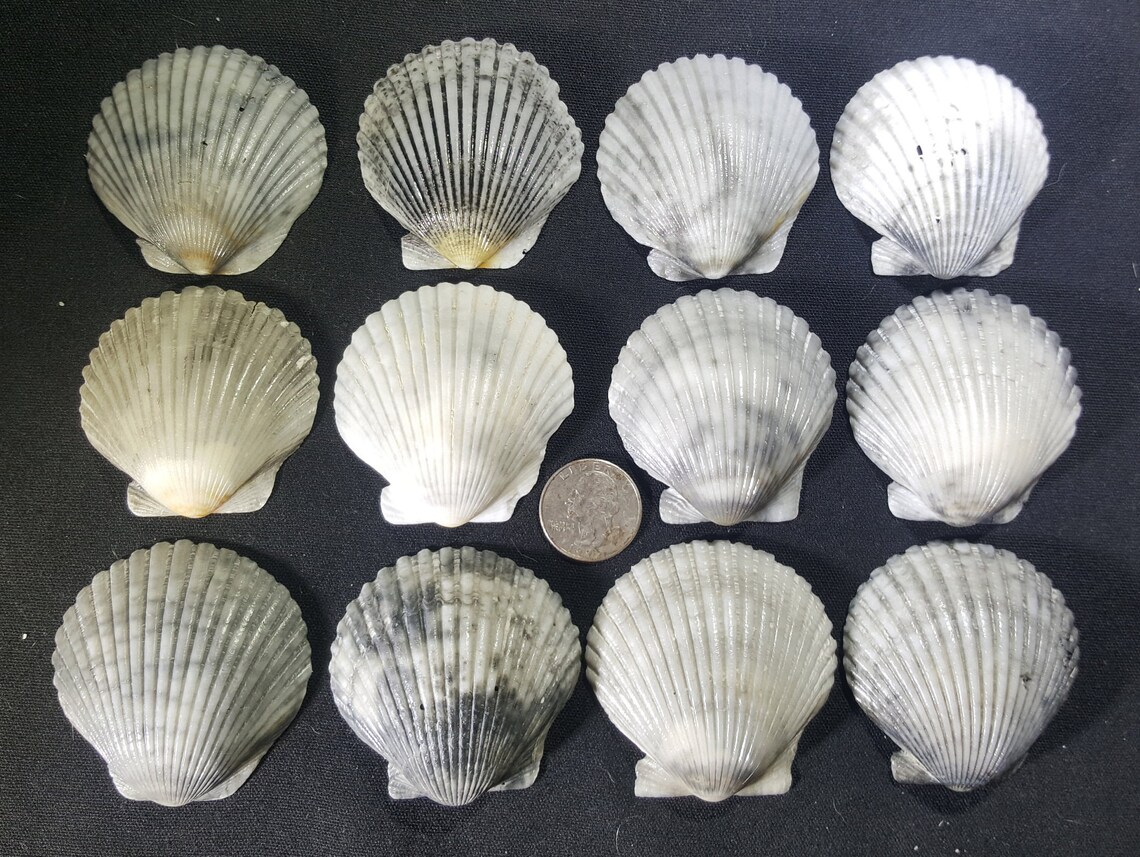 Perfect Gray Scallop Shells per Dozen Florida Gulf Coast | Etsy