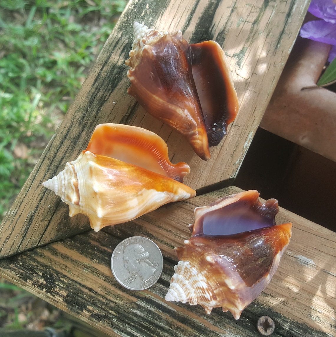 Florida Fighting Conch Shells - per Dozen - Bulk Florida Gulf Coast ...