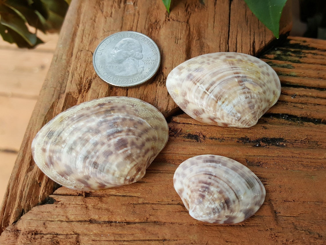 Calico Clam Shells per 8 Oz 75 Pieces Florida Gulf | Etsy